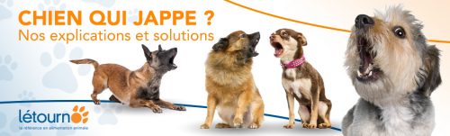 Chien qui jappe ? Nos explications et solutions | Létourno
