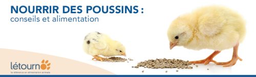 Nourrir des poussins : conseils et alimentation | Létourno