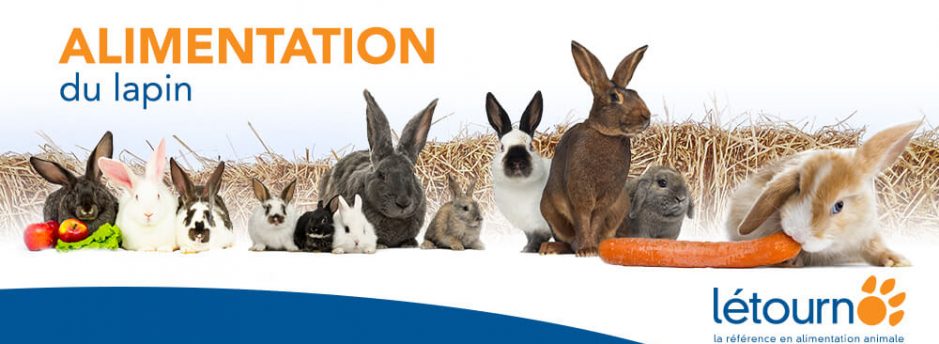Alimentation du lapin : Guide complet et conseils | Létourno